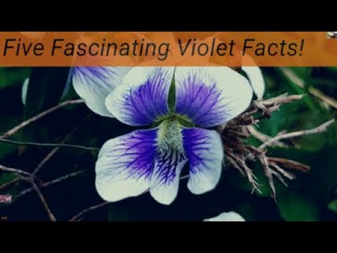 Violets! (Viola sororia) Five Fascinating Facts! A common flower with an uncommon story!