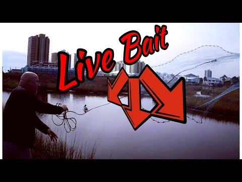 Catching Your Own Live Bait - Equipment and Location #gulfshoresalabama