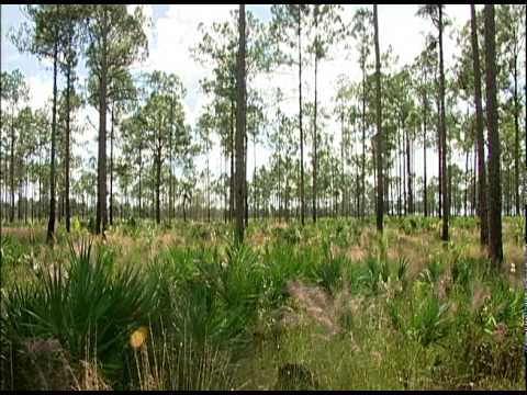 Florida Panther National Wildlife Refuge