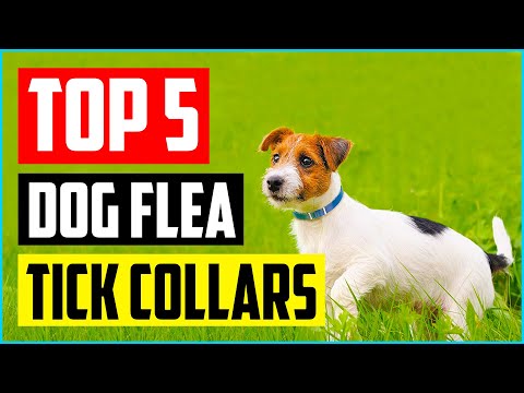 Top 5 Best Dog Flea and Tick Collars of 2021 Review
