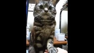 John The Cat Politely Requests That You Leave Him Alone