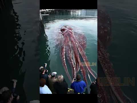 Giant Squid Caught by Fishermen!🐙🦑🦐🦀 #deepseafishing #giantseacreature #fishingexploration