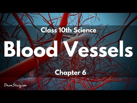 Blood Vessels- Life Processes 2 Class 10 Science I Class X Science ...