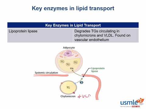 Key enzymes in lipid transport