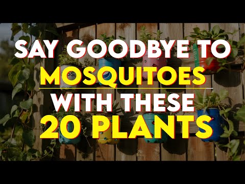 20 Plants That Keep Mosquitoes Away FAST β No Spray Needed! πΏπ¦