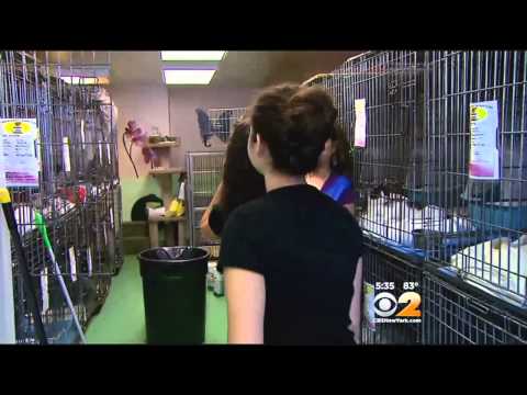 Teens Volunteering At Humane Society of New York