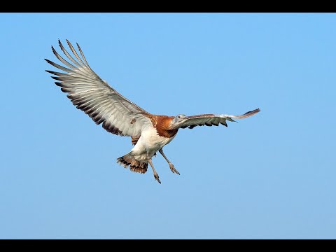 Great Bustards - Flying on the Edge of Extinction (online talk)