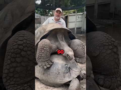Why Galapagos Turtles Live So Long 🧐 ll #facts #trending #shorts