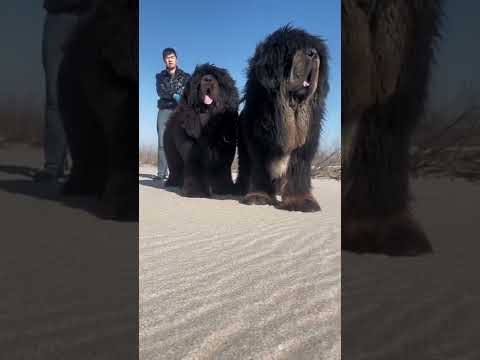 Big dogs that look like bears #shorts #dog #dogs