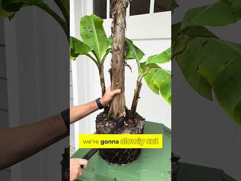 Dividing Banana Trees - Potting up the Pups #shorts #banana #plants #fruittrees #containergardening