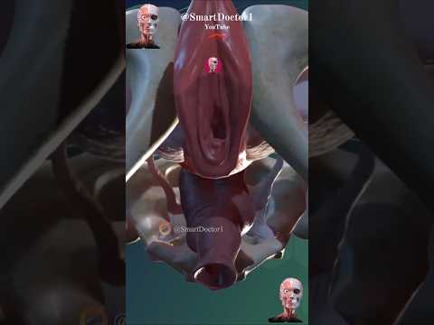 Female pelvic gates |  The female system  ♀️