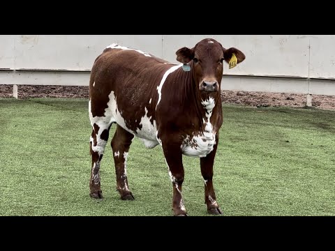 Paint Beefmaster - J&J Cattle Co