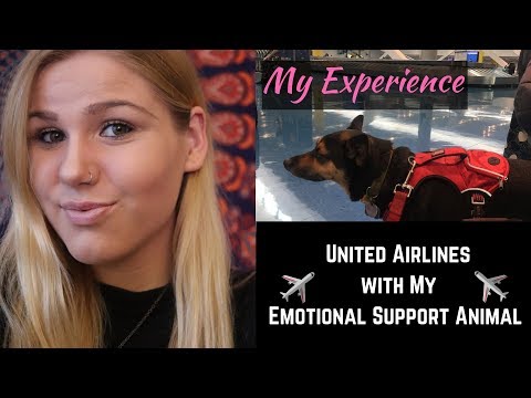 Tips For Flying With Emotional Support Animals On Airplanes | United Airlines | International
