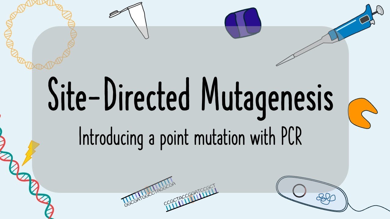 Site-Directed Mutagenesis Explained: How to Introduce DNA Mutations with PCR