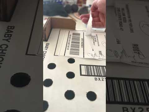 Unboxing Runner Ducks - Mallard Pattern Indian Runner Ducklings