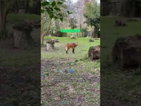 Is the Maned Wolf the Most Misunderstood Creature in the Wild? # ManedWolf