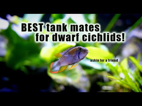BEST dwarf cichlids and TANK MATE options for your 20 gallon!