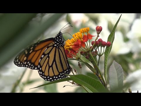 Monarch Butterflies Helped by California Garden Club