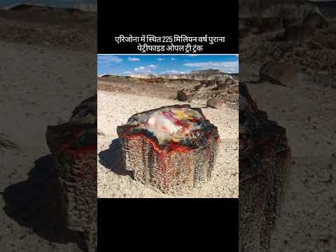225-million-year-old petrified opal tree trunk located in Arizona #sortsb #oldtree