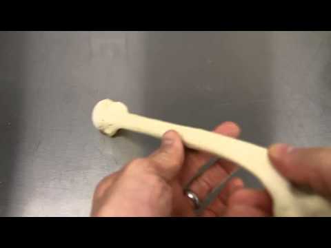 SKELETAL SYSTEM ANATOMY Bones of the arm Humerus