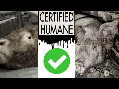 Does HUMANE slaughter exist?