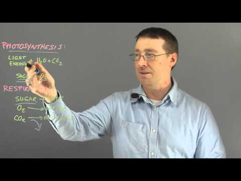 What Are the Products of Photosynthesis & Respiration & How A... : Photosynthesis & Other Reactions