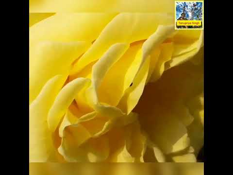 💛🌹A Yellow Rose!🌹💛Une Rose jaune!📝(VOCAB. in Description)🌟(French-English)