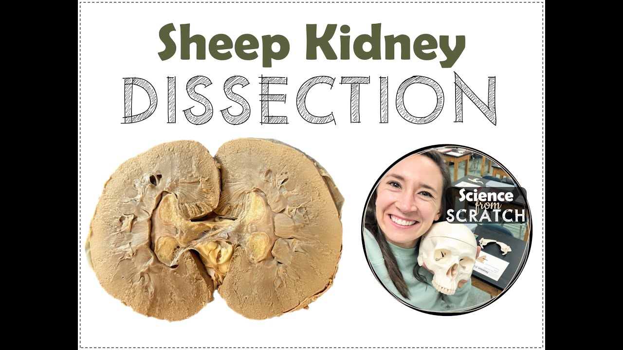 Sheep Kidney Dissection - Science from Scratch