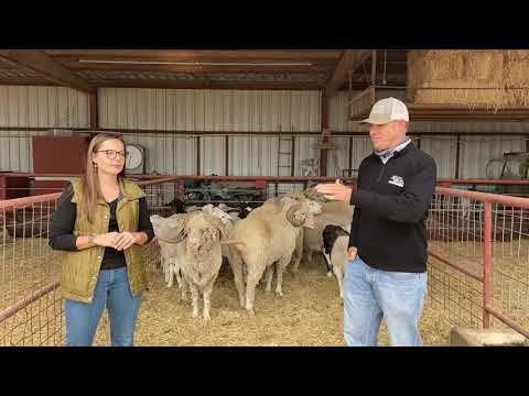 Assessing Ram Fertility