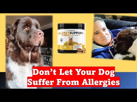 Pet Honesty Allergy Support - Chews for Anti-Itch, Hot Spots, and Seasonal Allergies + Immune Health