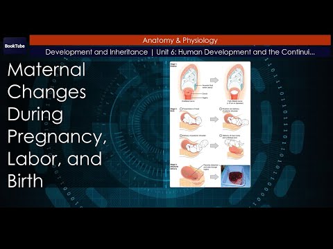 Maternal Changes During Pregnancy, Labor, and Birth | Development and Inheritance