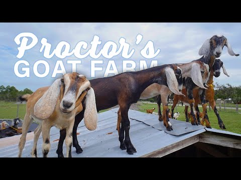 Milk Goats and Sample Goat Milk Soaps and Lotions at Proctor's Goat Farm in Winter Haven, Florida