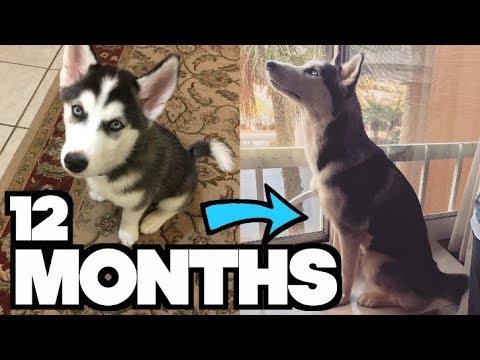 The First 12 Months Of A Siberian Husky's Life! - FROM PUPPY TO ADULT!