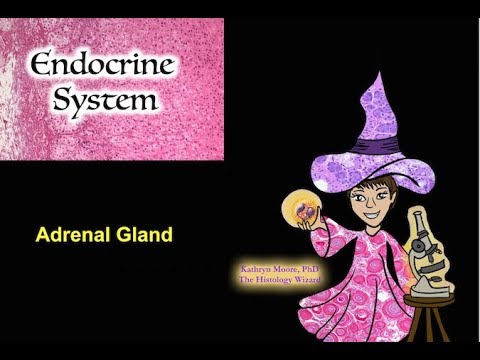 Endocrine System: The Adrenal Gland