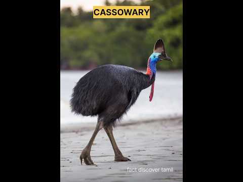 cassowary bird #facts #cassowary #shortvideo #shorts #birds #animals #tamil #youtubeshorts