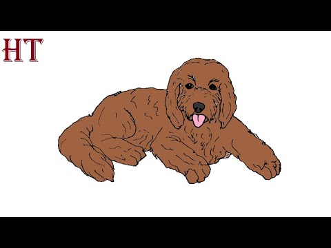 How to draw a Goldendoodle Dog Step by Step – I'm Youtuber – Follow my ...