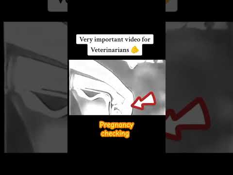 How to diagnose pregnancy#pregnancy #diagnosis #animal #viralvideo #youtube