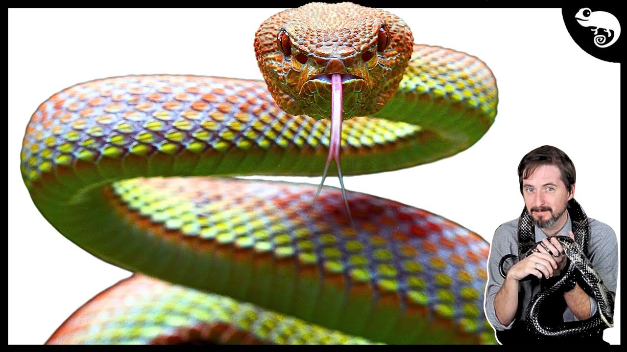 Exploring the Complete Phylogeny of Snakes: A Comprehensive Guide ...