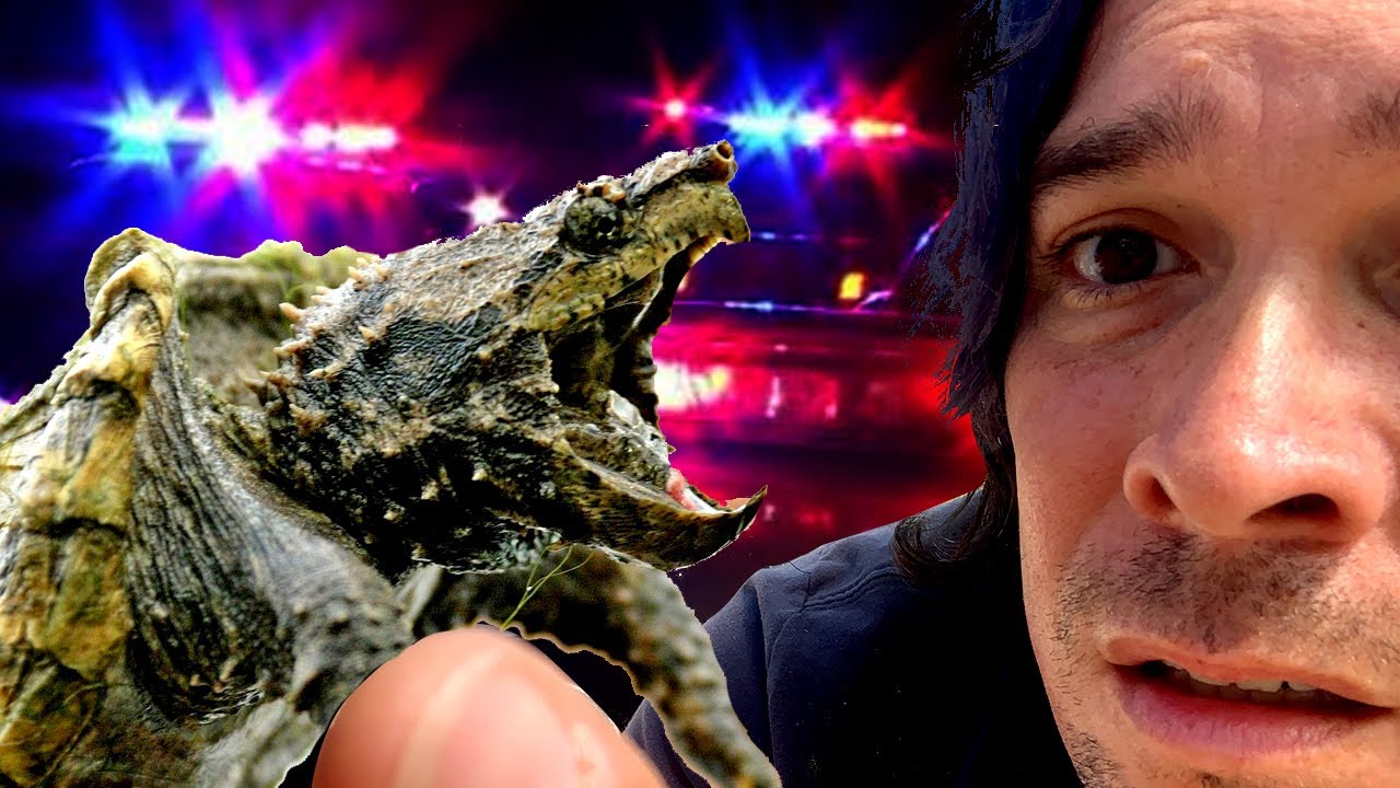 Alligator Snapping Turtle Eggs?! Is this legal?!