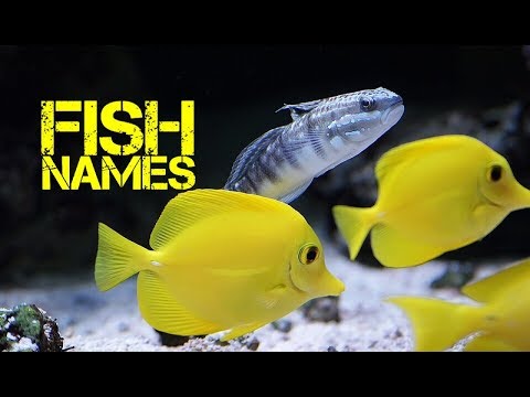 girl Fish names that start with m