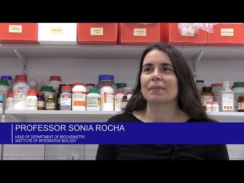 Prof Sonia Rocha