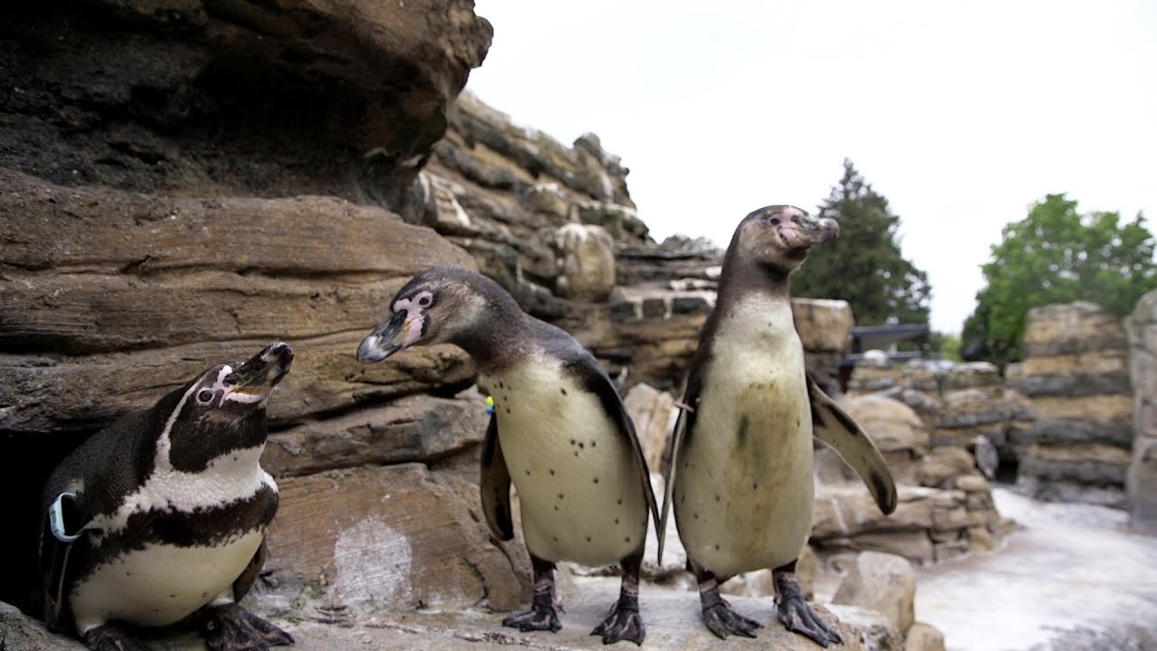 The Translator | Human Elements