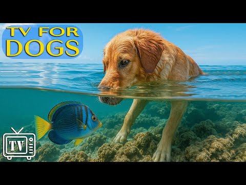 Dog TV with Dog Calming Music for Dogs | Anti-Separation Anxiety Relief for Dogs Left Alone at Home