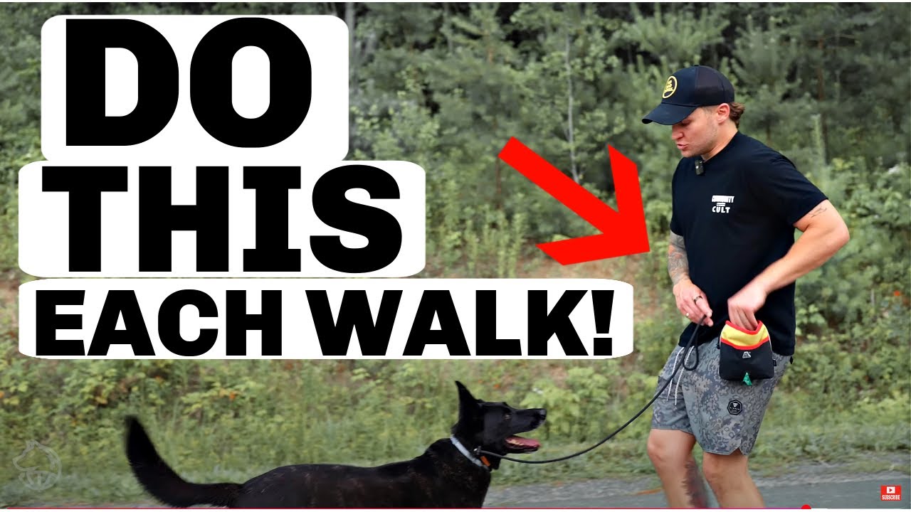 Do These 5 Dog Training Exercises Before Each Walk