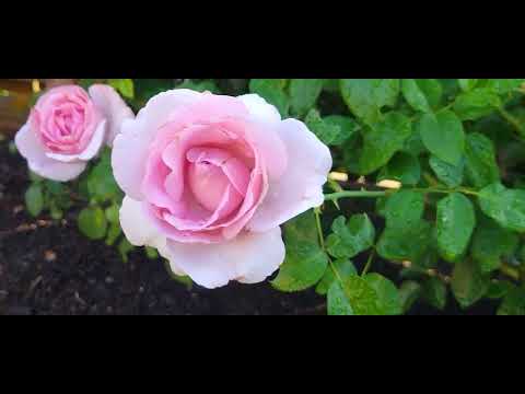 Le Petit Prince rose by George Delbard