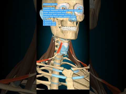 Omohyoid Muscle #humananatomy #anatomy #humanbody #skullanatomy