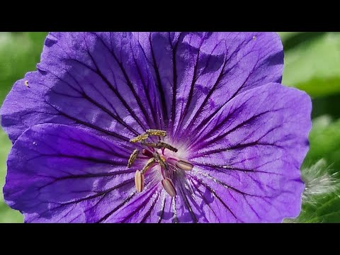 Reviving Your Hardy Geraniums: Post-Bloom Pruning Guide