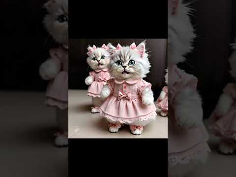 cute cat laugh meme#cute#birthdayboy#cartoon #toddlerfun#viralvideo