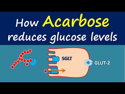 How Acarbose reduces glucose levels