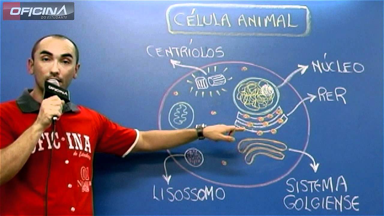 Célula Animal e Vegetal - Diferenças